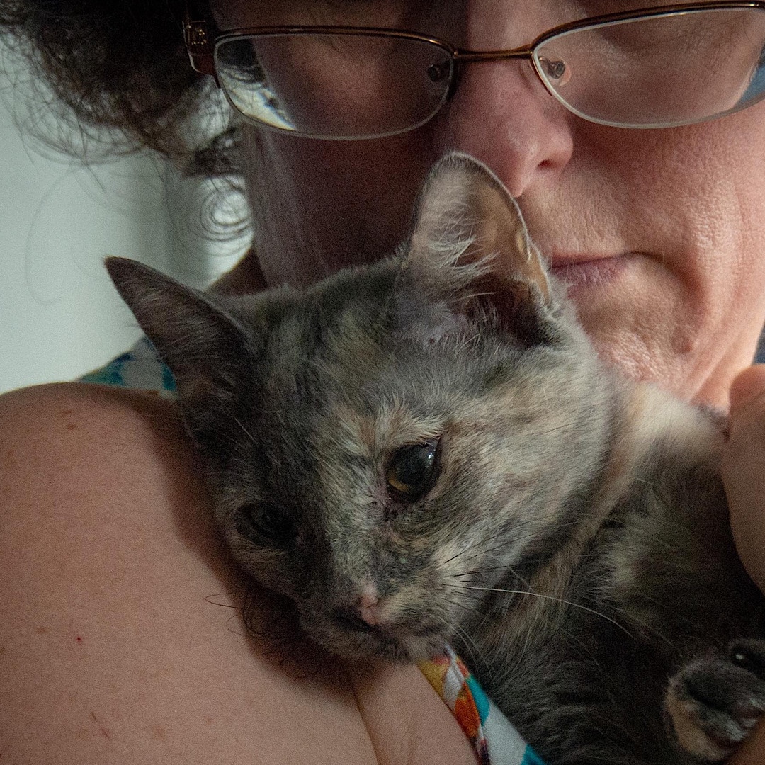 The pitter patter of little cat feet: the evolution of ‘the cat book ...